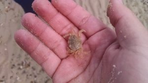 Creatures of Cape Cod: Haikus – Culture Time